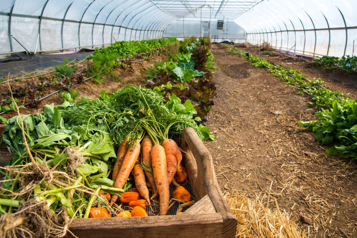 Do Greenhouses Need Full Sun? A Grower’s Guide to Light Requirements ...