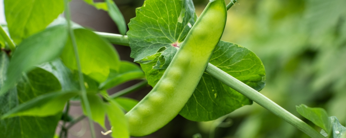 Sugar Snap Peas 101: Guide to Planting & Growing | Epic Agriculture