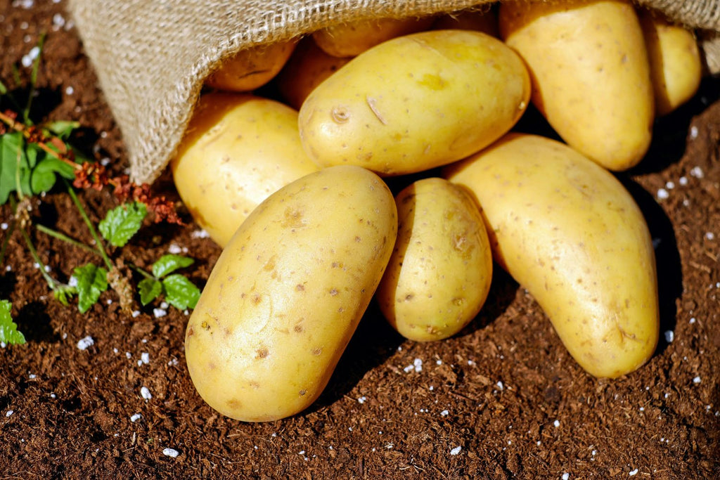How to Grow Potatoes in a Raised Garden Bed | Epic Agriculture