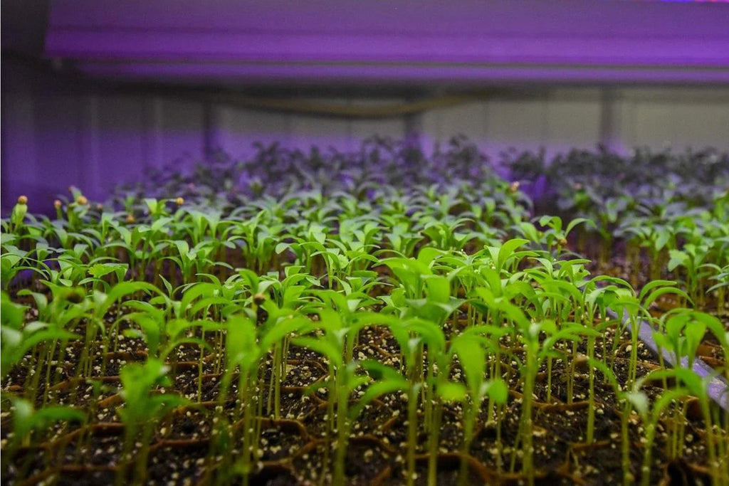 Grow Tent Humidity Too High? Here’s How to Fix It | Epic Agriculture