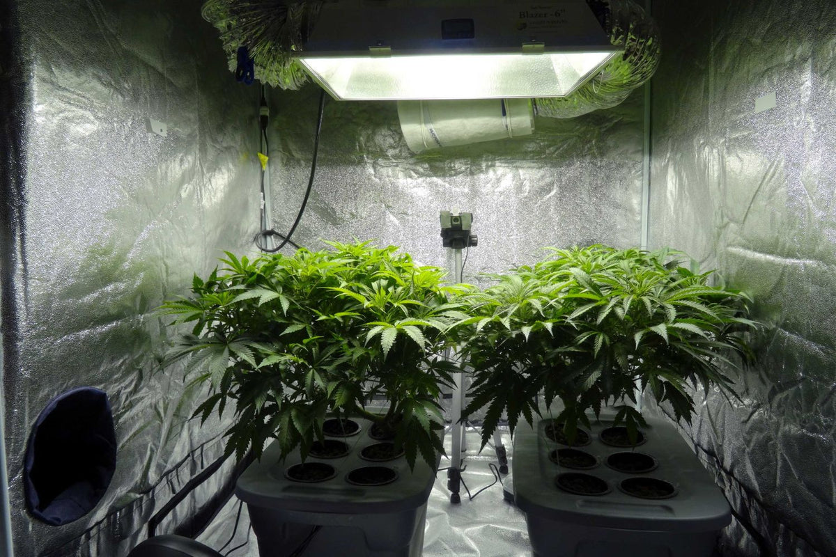 Grow Tent Size Guide: What Tent Do You Need for Your Indoor Grow ...